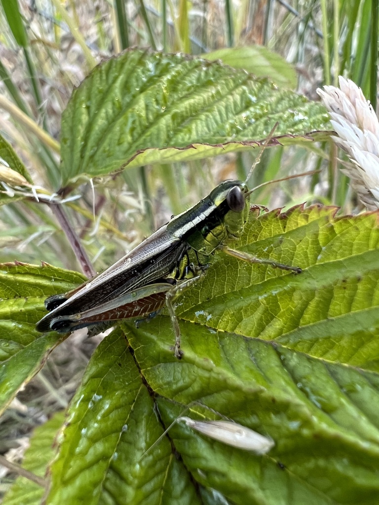 Dichroplus vittiger in January 2022 by Rodolfo Walker · iNaturalist