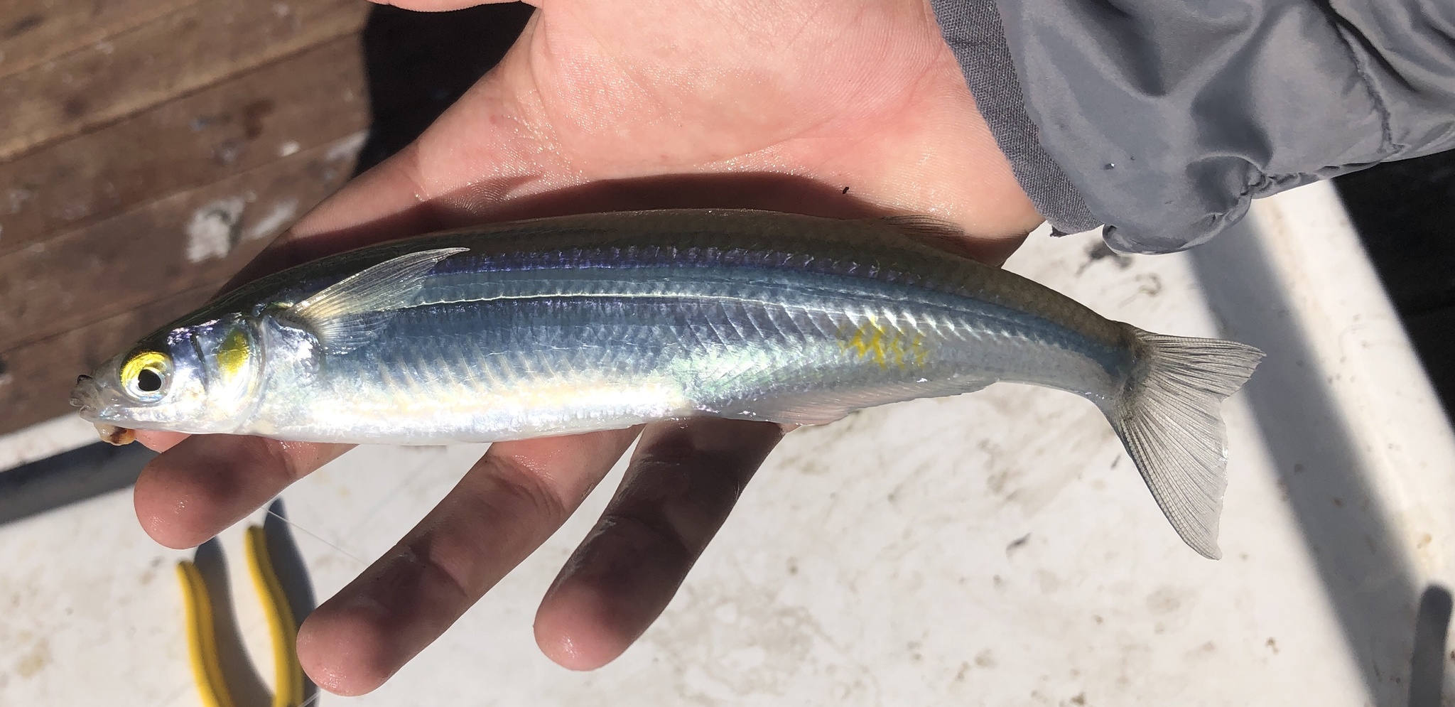 Atherinops affinis (Ayres, 1860)