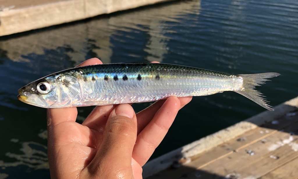 Pacific Sardine (Sardinops sagax) - Marine Life Identification