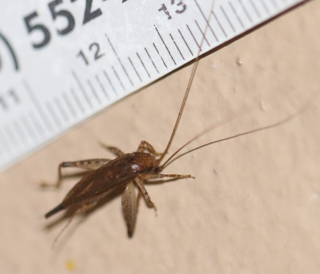 Tree Crickets and Bush Crickets from Anton Valley, Panama on December ...