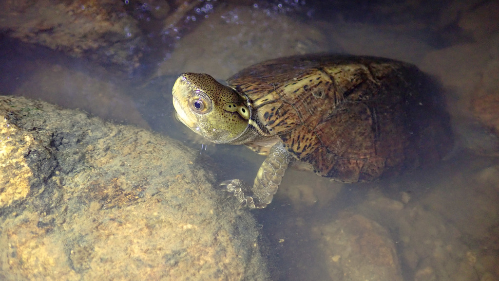 Beal's Four-eyed turtle in January 2022 by H.T.Cheng · iNaturalist