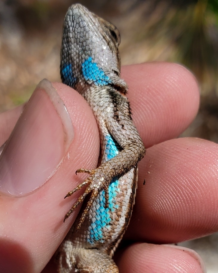 Florida Scrub Lizard in July 2021 by Wild1. Marion County Florida ...