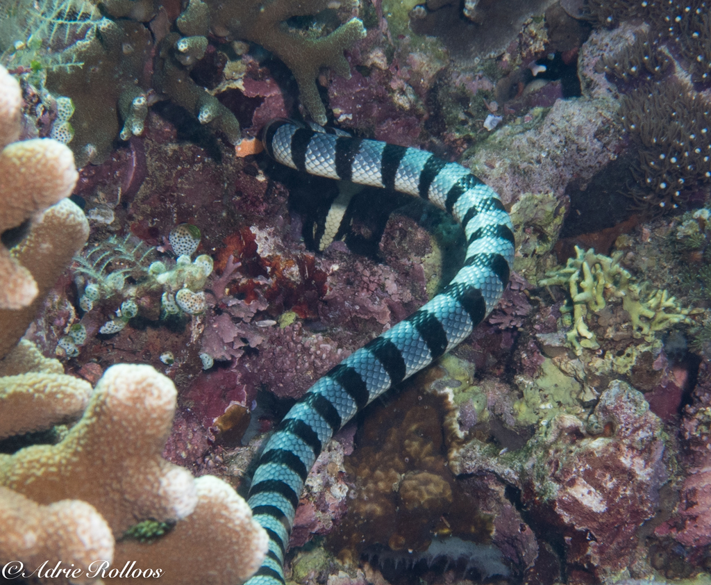 Banded Sea Krait from Manado - Tanjung pisok on June 15, 2018 at 09:11 ...