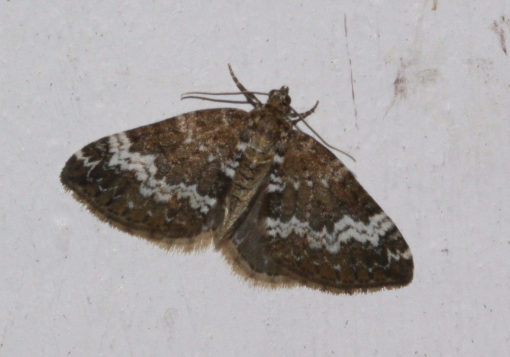 Small Rivulet from Québec, Canada on July 21, 2021 at 10:00 PM by ...