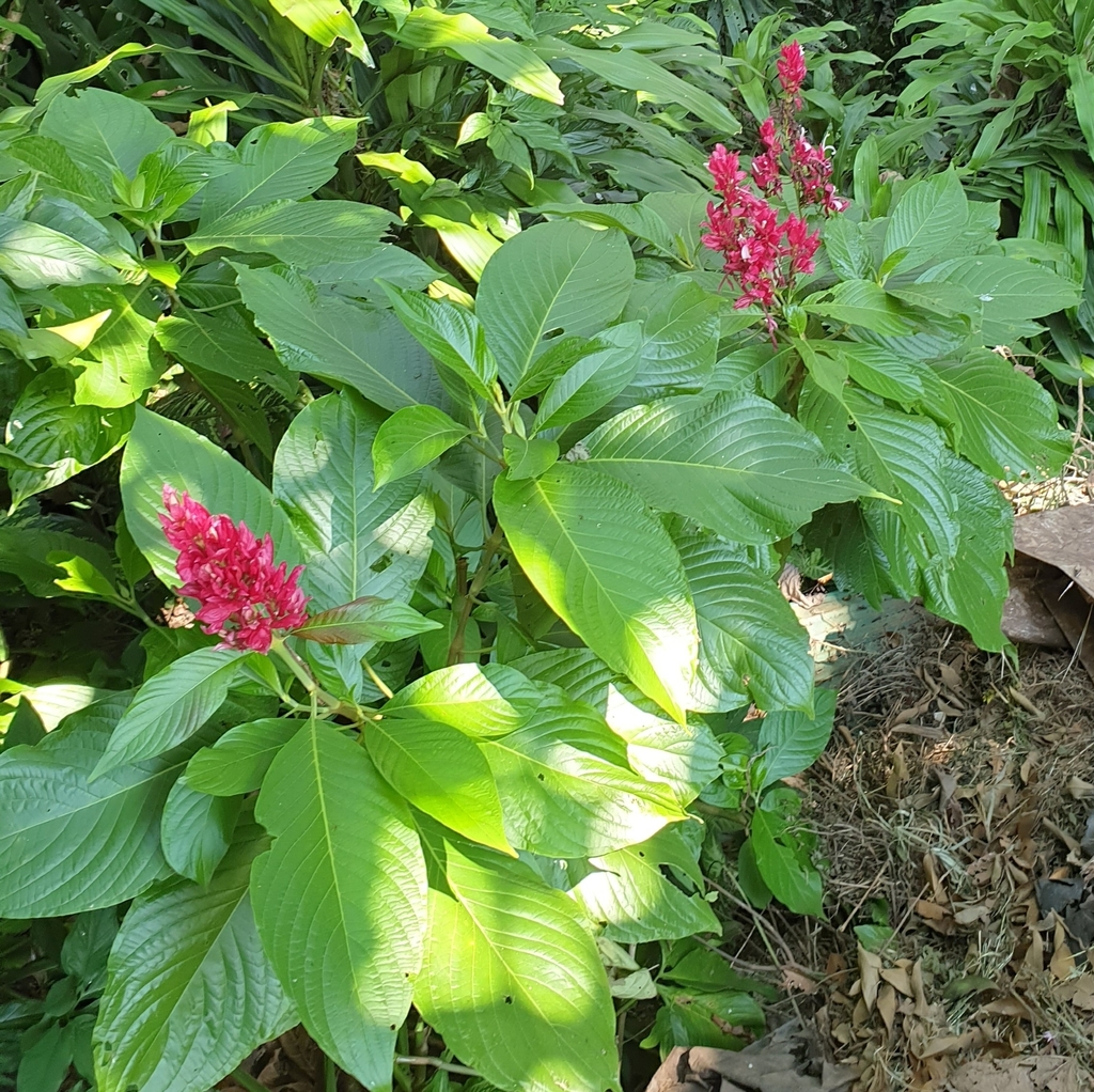 Brazilian red-cloak from Ping Khong, Chiang Dao District, Chiang Mai ...