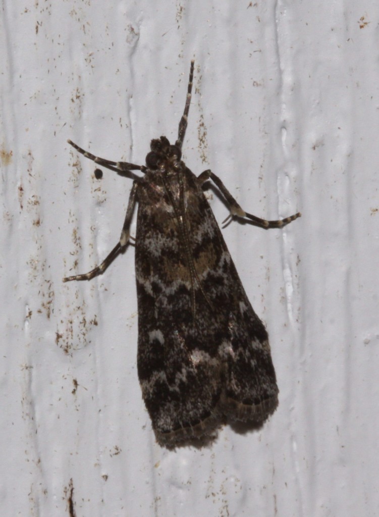 Spruce Coneworm Moth from Québec, Canada on July 21, 2021 at 11:32 PM ...