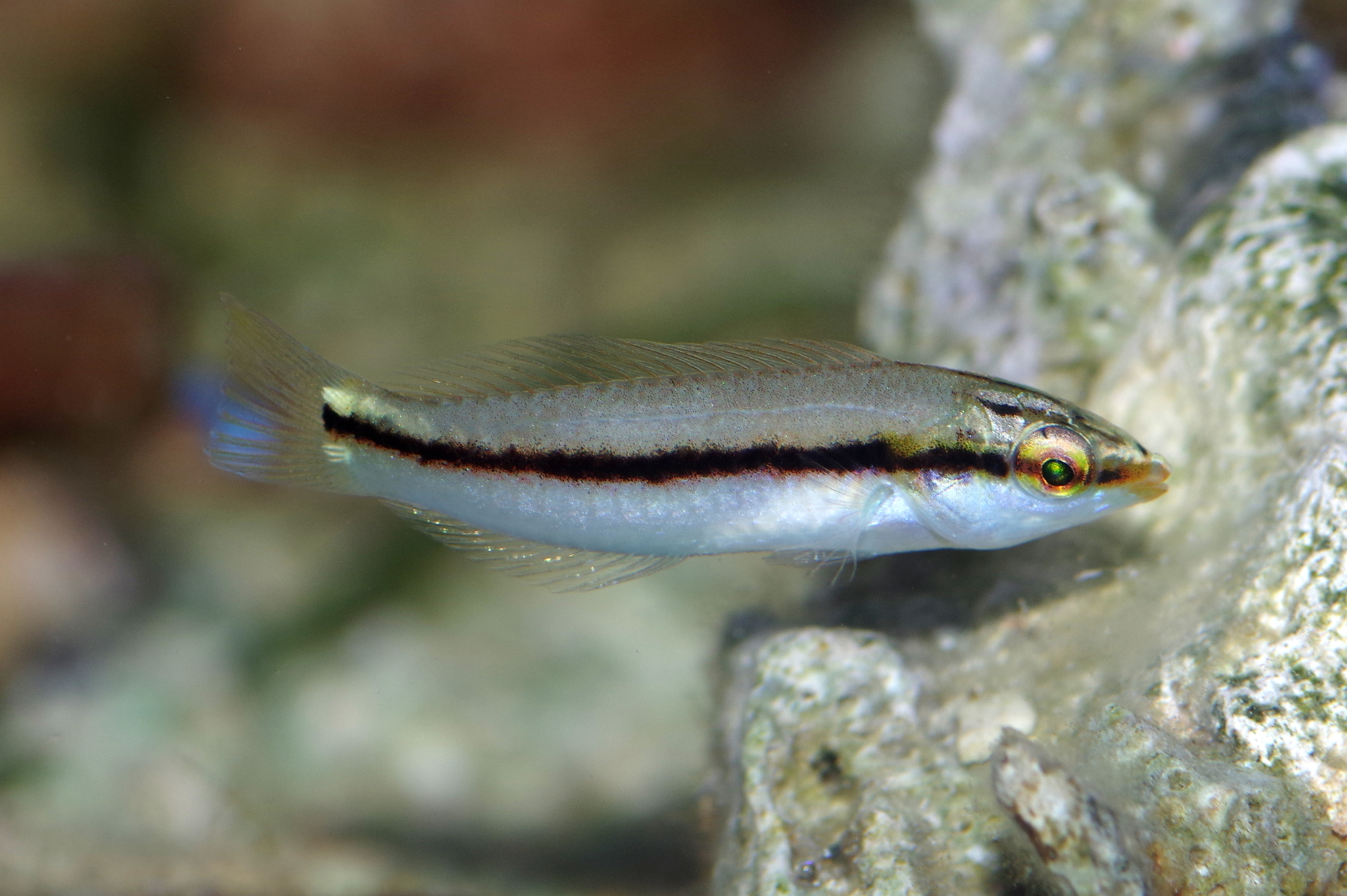 Halichoeres scapularis (Bennett, 1832)