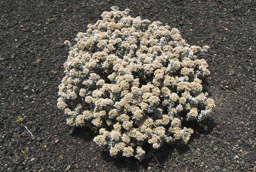 (Polycarpaea robusta) - Botanical Realm