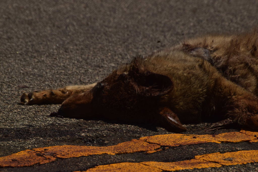 Coyote from Barrett Junction; San Diego County, California on May 5 ...