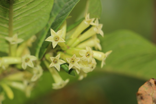 petiolate cestrum (Cestrum petiolare) · iNaturalist United Kingdom