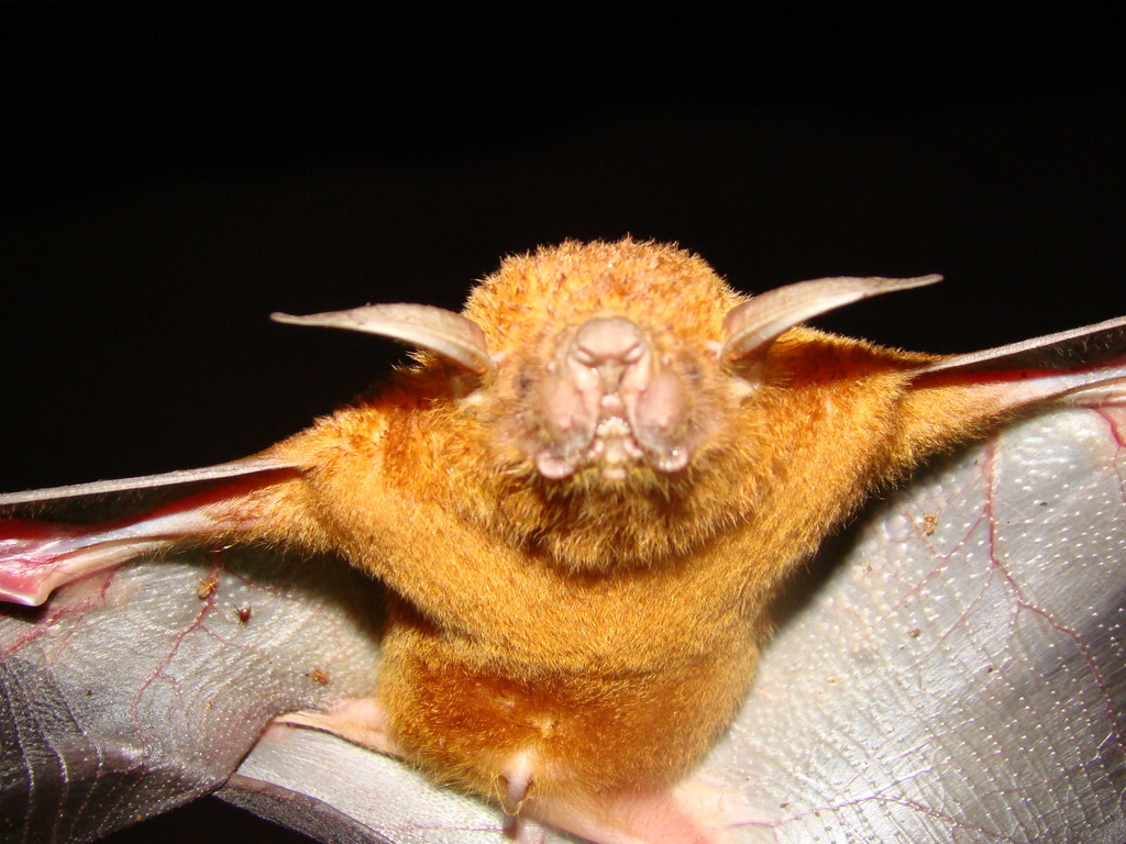 Greater Bulldog Bat from Barão de Melgaço - MT, Brasil on August 7 ...