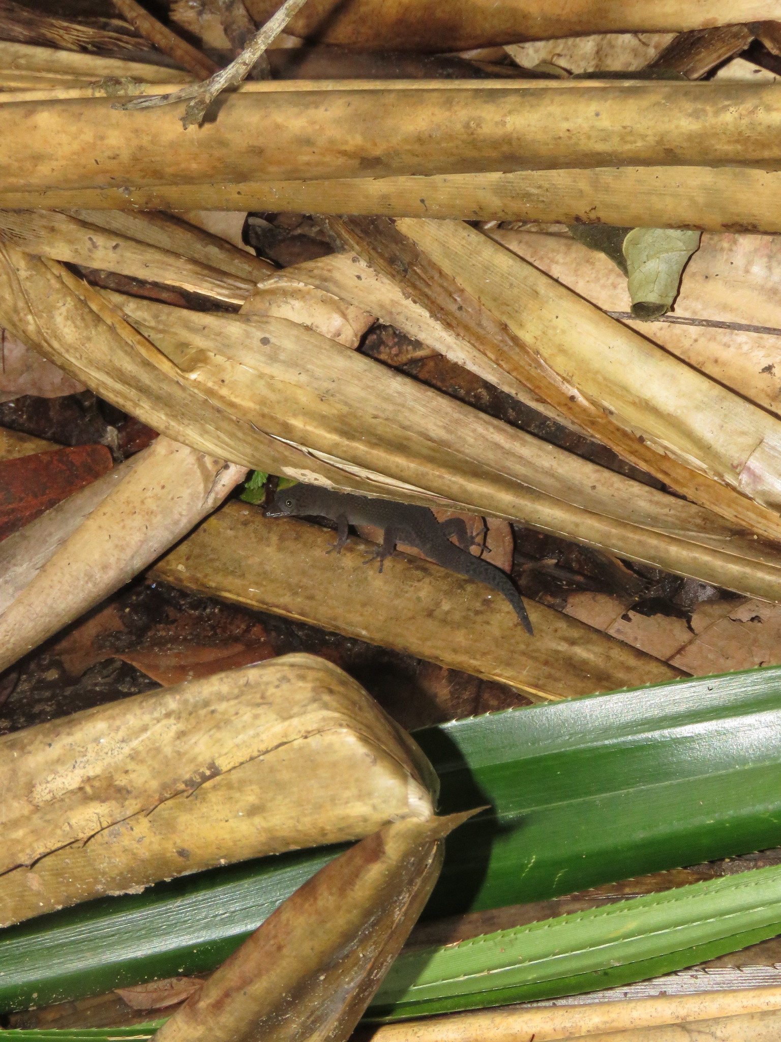 Sphaerodactylus rosaurae Parker, 1940