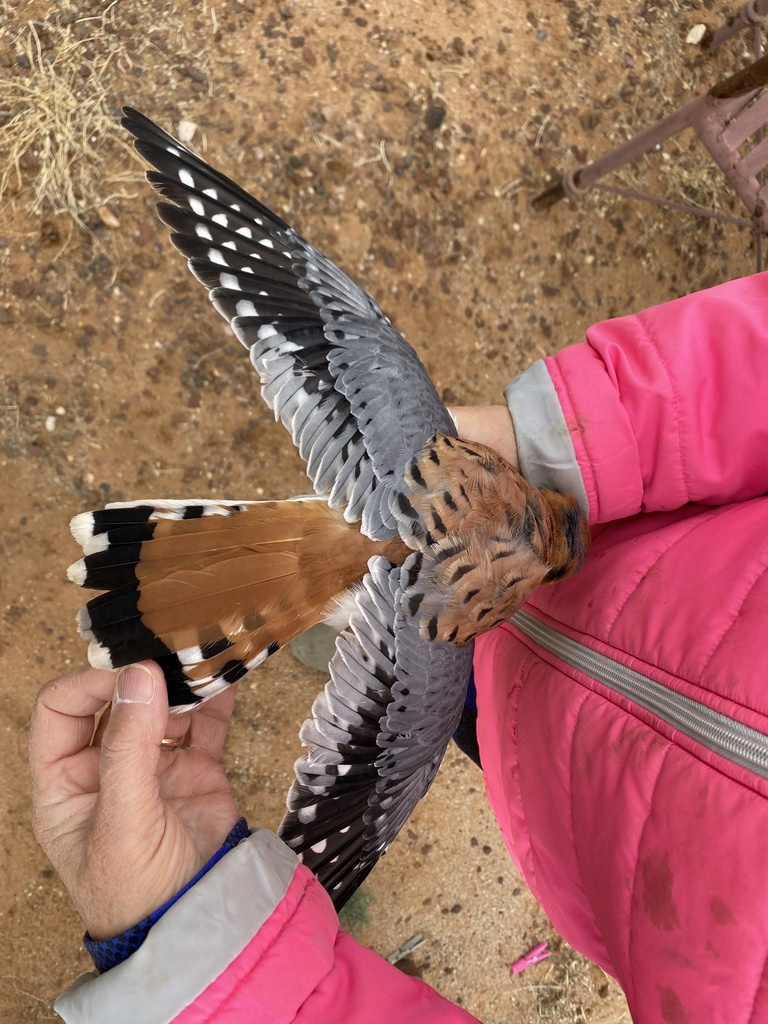 American Kestrel in January 2022 by L. Lowell Haas. This kestrel hit a ...