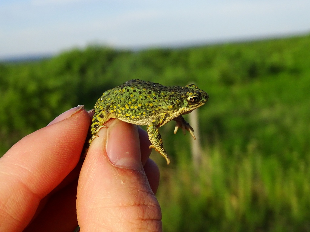 Chihuahuan Green Toad in June 2019 by Isaac Lord · iNaturalist
