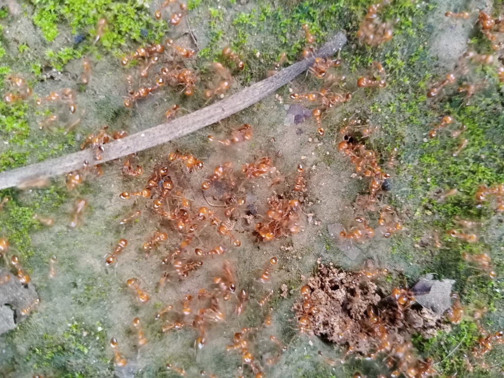 Tropical Fire Ant from Biju Patnaik Medicinal Plants Garden - BPMPG ...