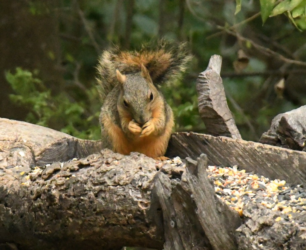 Texas Fox Squirrel from McAllen, TX, USA on January 7, 2022 at 09:46 AM ...