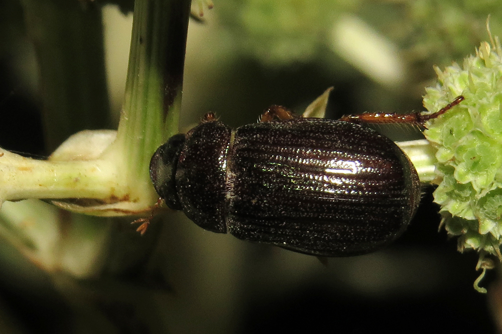 Scarabs from Correas, Provincia de Buenos Aires, Argentina on December ...