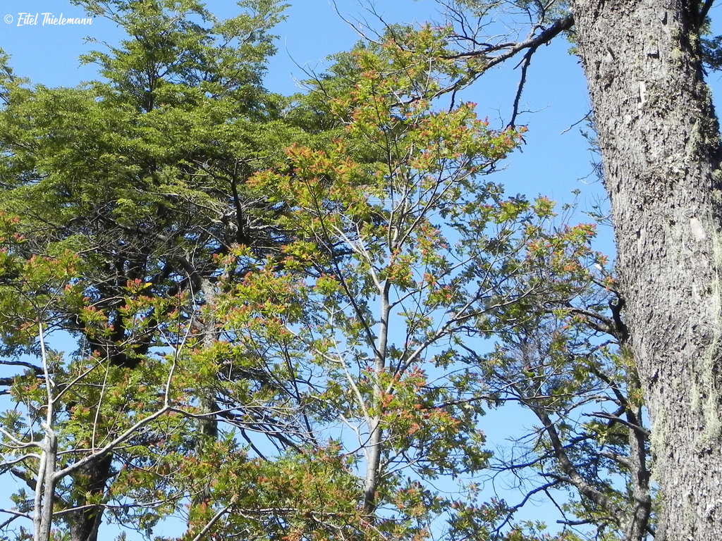 Tineo from Malleco, Araucanía, Chile on February 25, 2017 at 12:46 PM ...