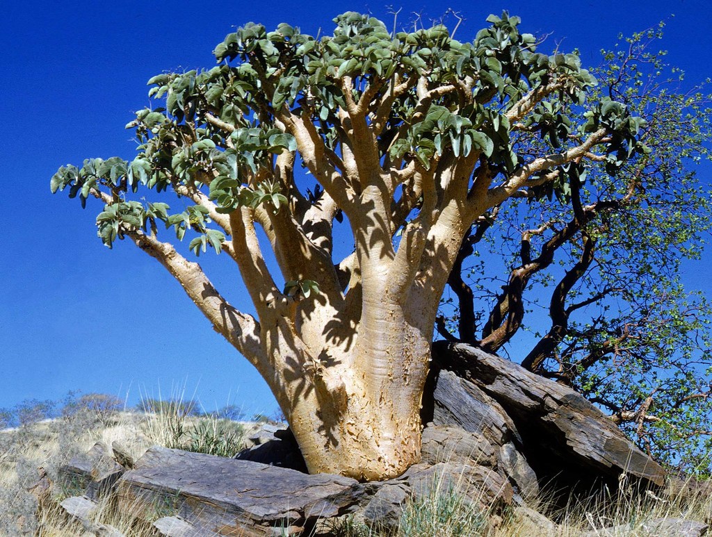 Cobas Tree from Khomas Region, Namibia on December 25, 1966 at 12:23 PM ...