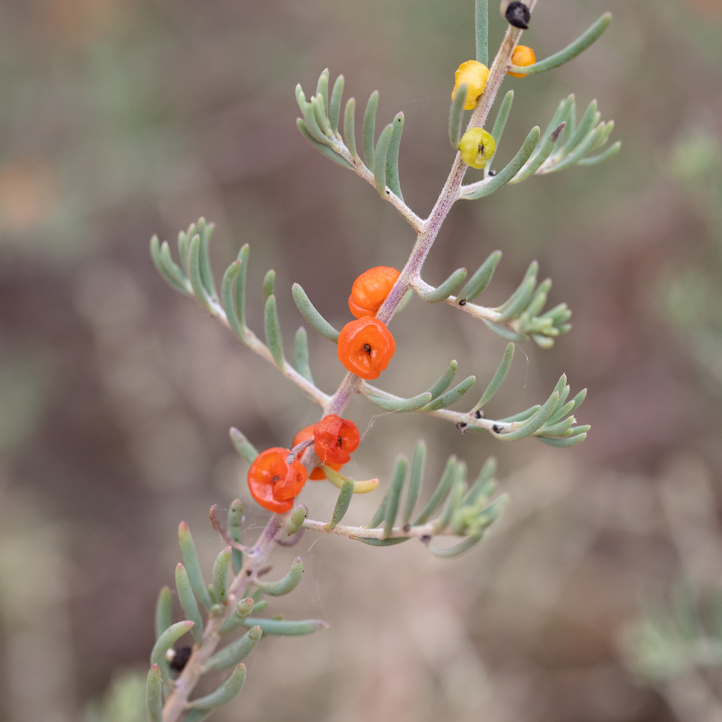Barrier Saltbush from Gluepot SA 5417, Australia on January 7, 2022 at ...