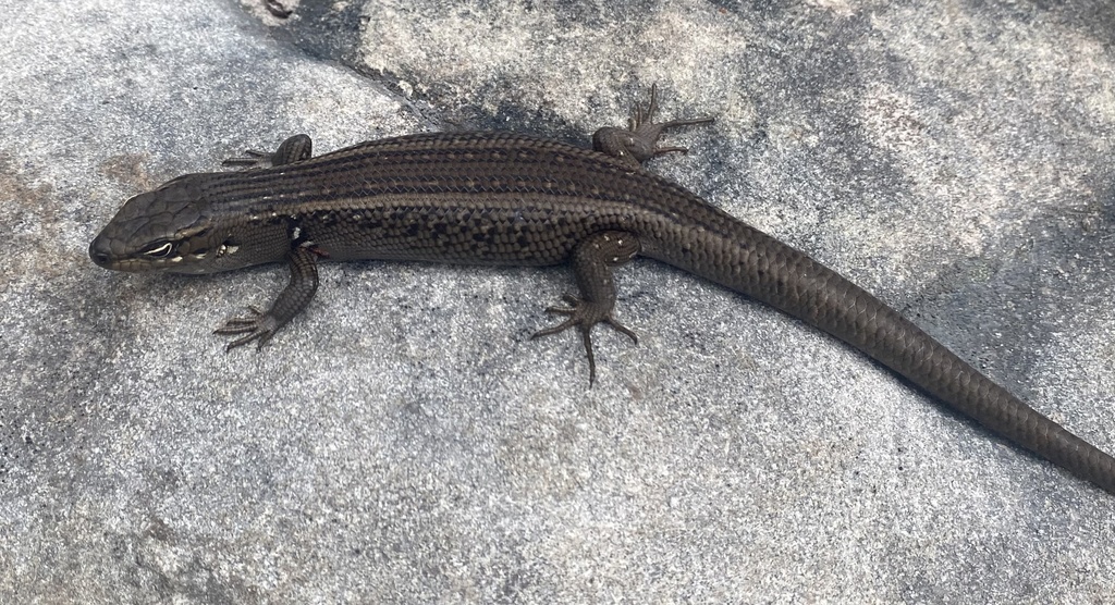 White's Skink from Blue Mountains National Park, Blue Mountains ...