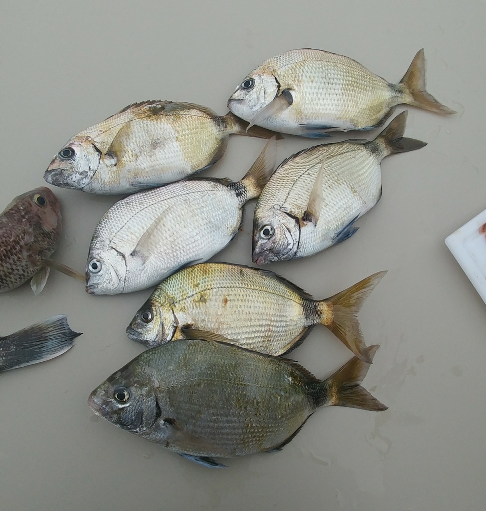 Spottail Seabream from 2601 Bayonne St, Sullivan's Island, SC 29482 ...