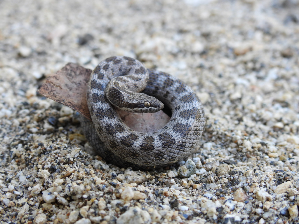 Coast Night Snake from San Dionisio, B.C.S., México on January 8, 2022 ...