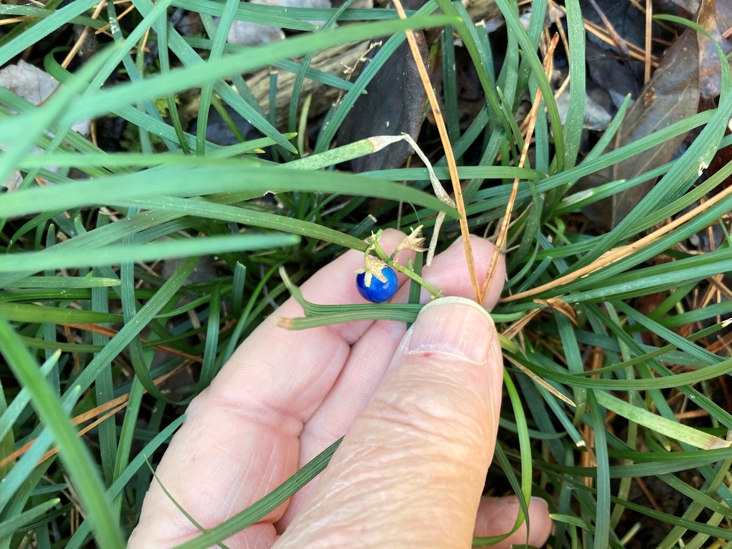 Dwarf Lily-turf from Montgomery County, AR, USA on January 10, 2022 at ...