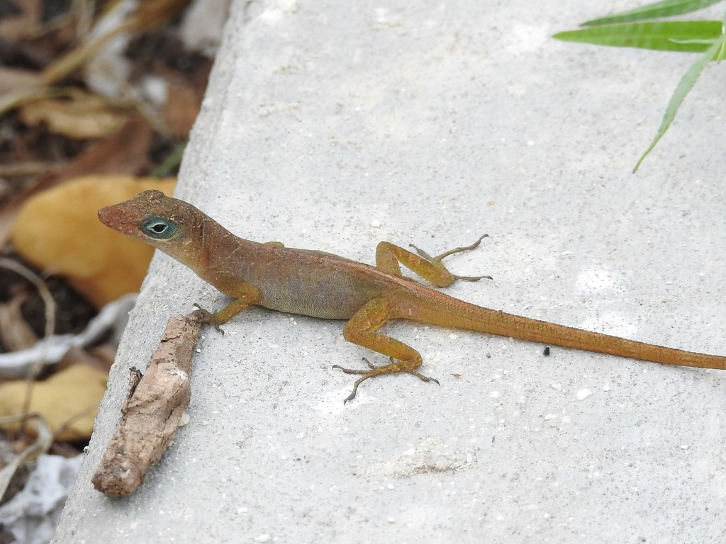 bearded anole in February 2018 by Donna J. Parry. Cure little critter ...