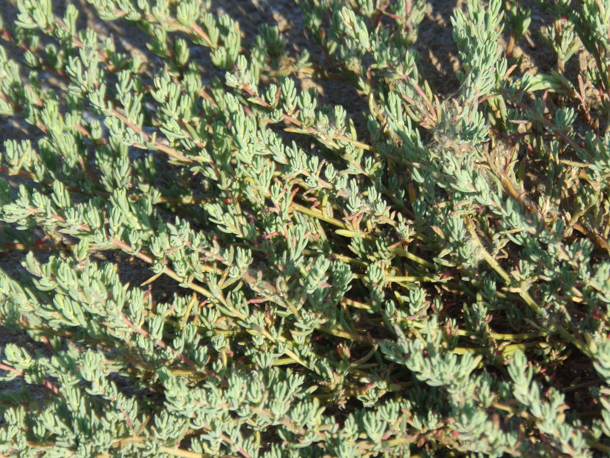 Suaeda patagonica Speg.