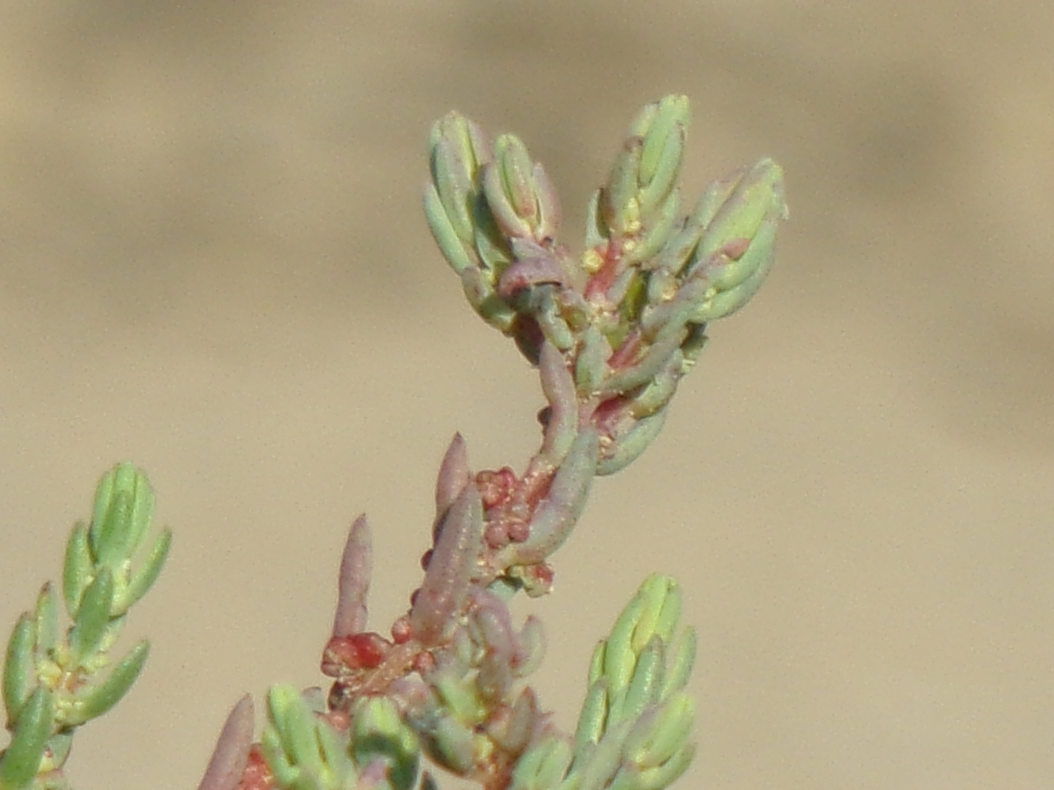 Suaeda patagonica Speg.