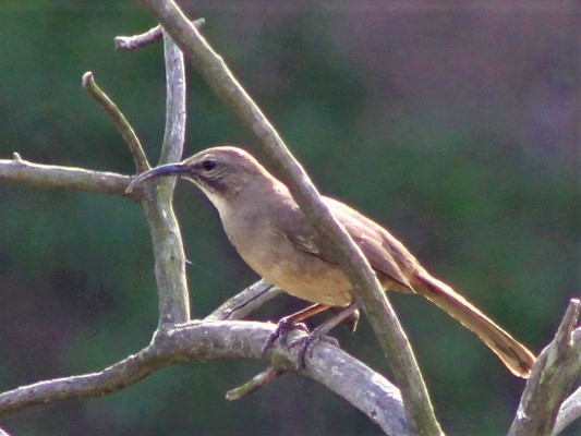 California Thrasher from Clairemont, San Diego, CA, USA on January 10 ...