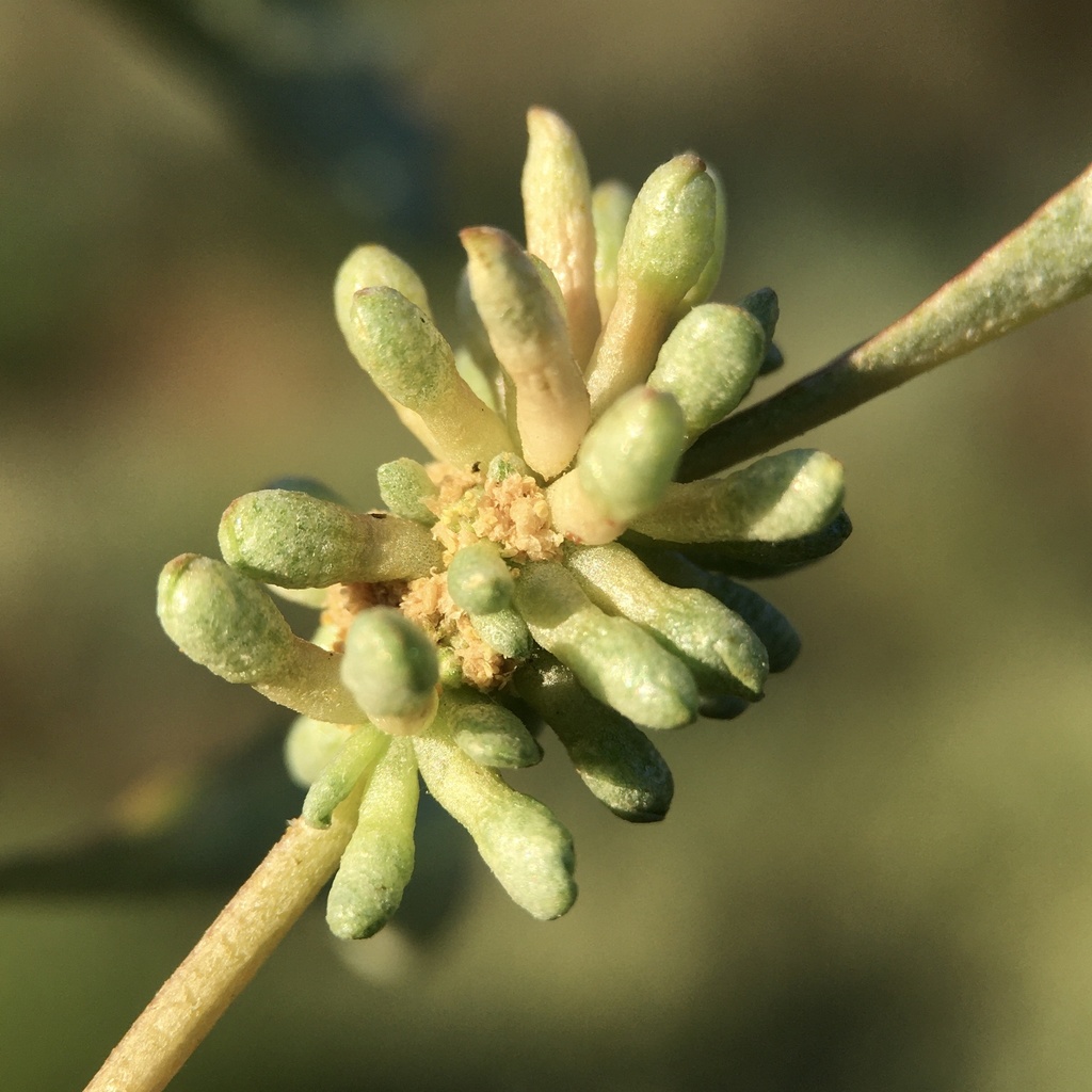Slender-fruit Saltbush (Atriplex leptocarpa) - Botanical Realm