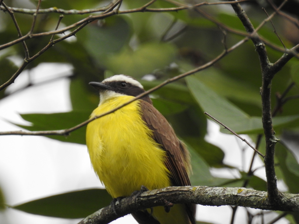 Rusty-margined Flycatcher from La Mesa, Cundinamarca, Colombia on ...