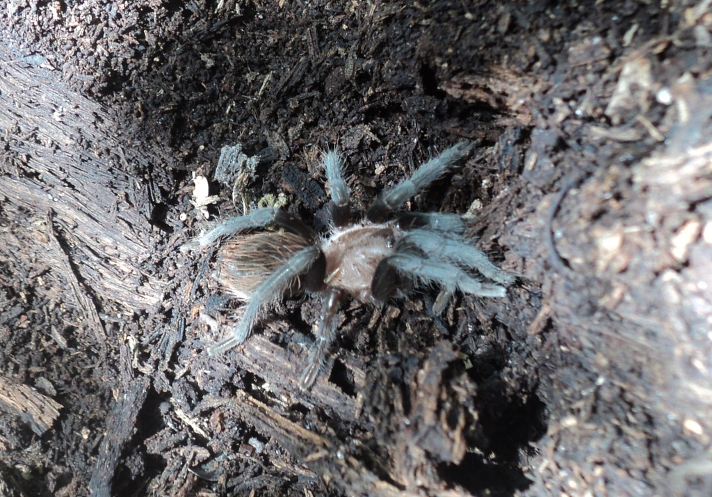 Yucatán Rust-rump Tarantula in December 2021 by Carlos Ku · iNaturalist