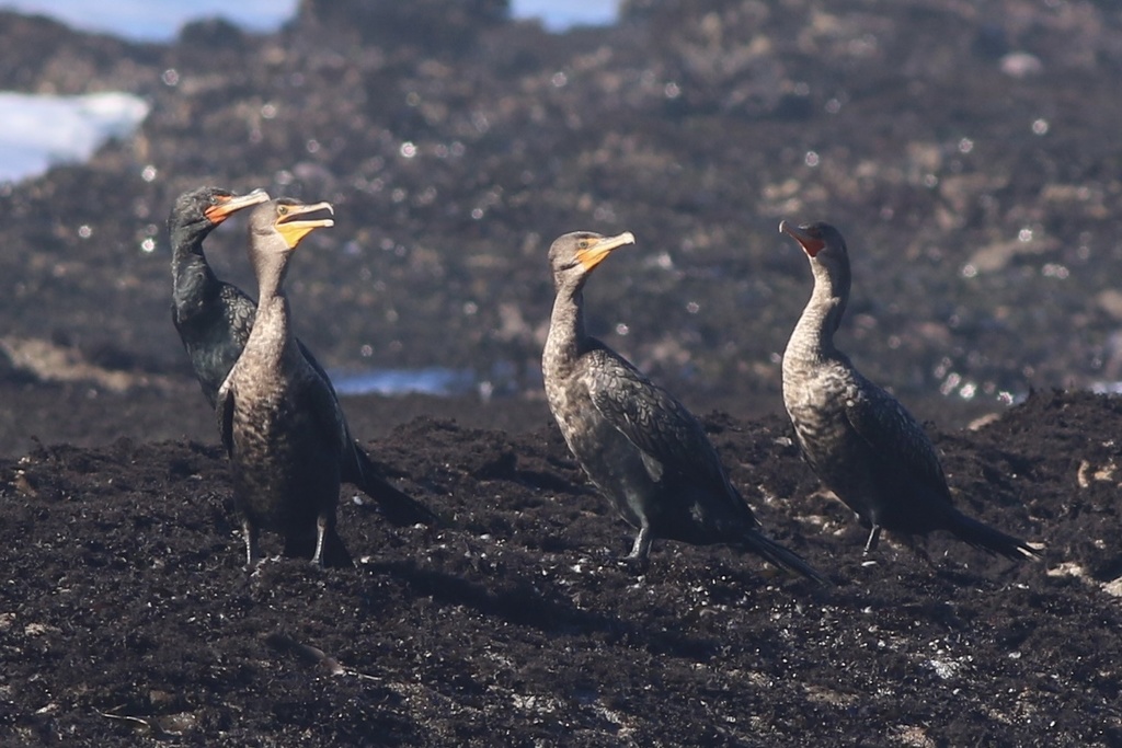 Double-crested Cormorant from North Pacific Ocean, CA, US on January 10 ...