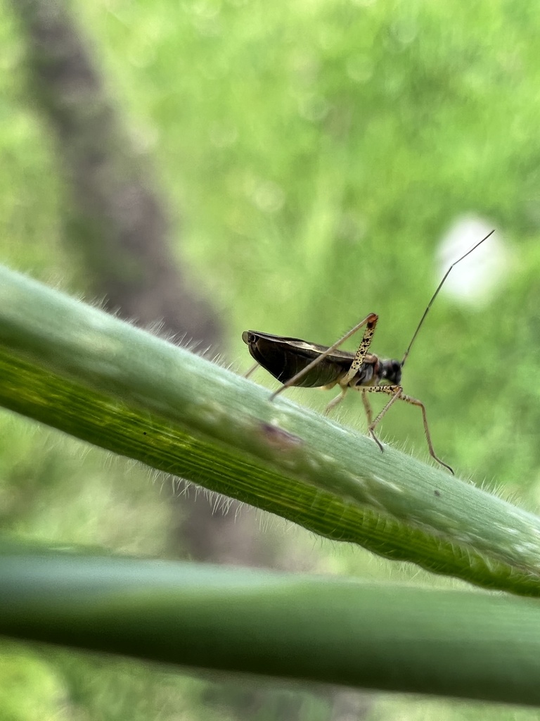 Collaria scenica from Facatativá, Cundinamarca, CO on January 10, 2022 ...