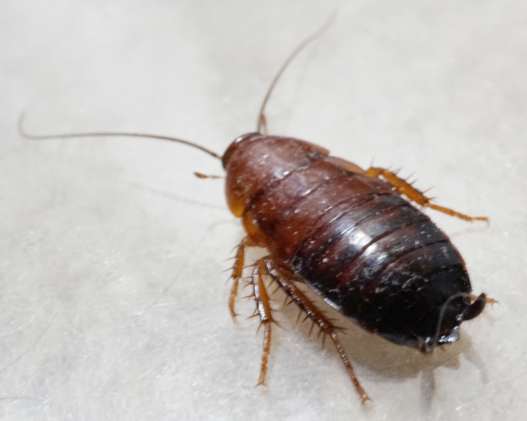 Virginia Wood Cockroach from Goochland County, VA, USA on January 10 ...