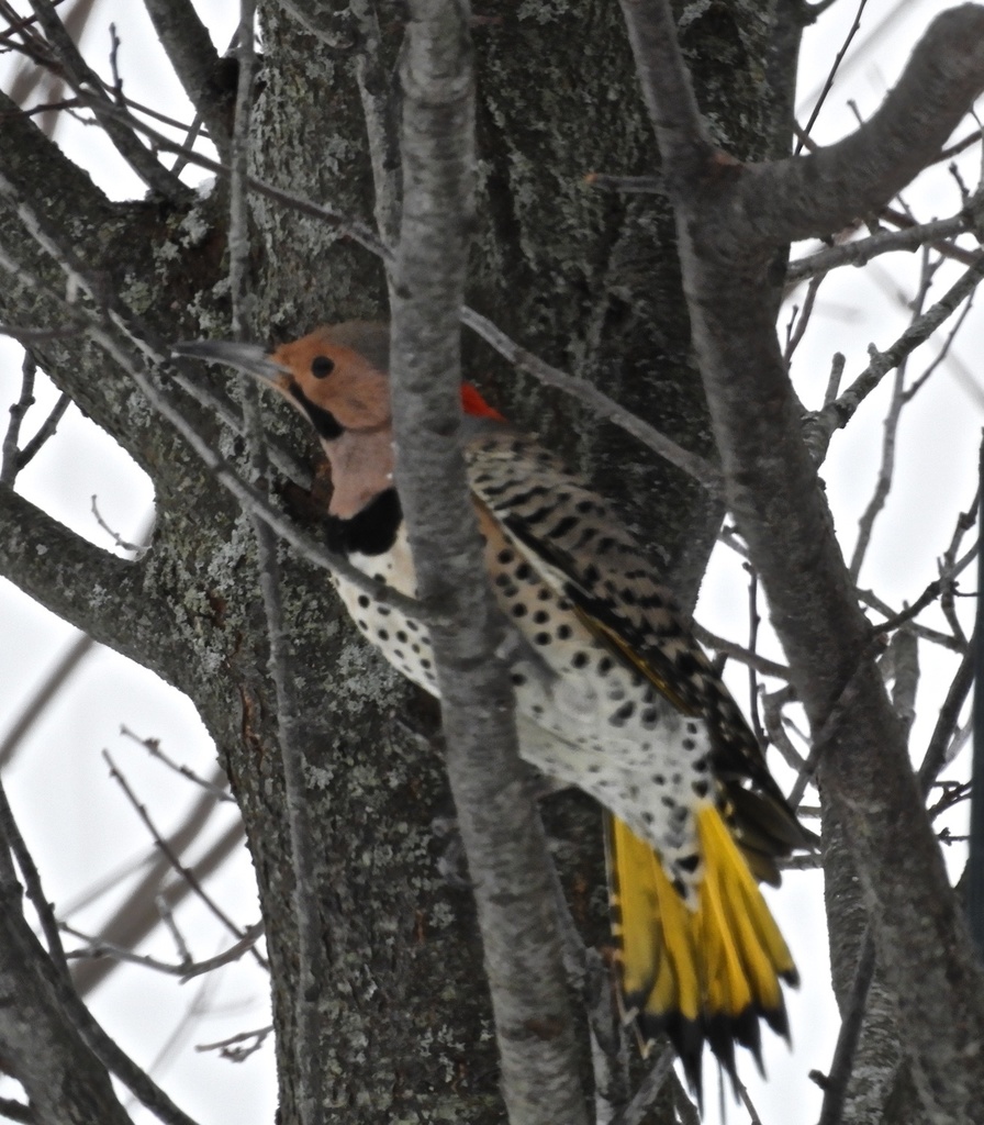 Northern Yellow-shafted Flicker from Randolph, MA 02368, USA on January ...