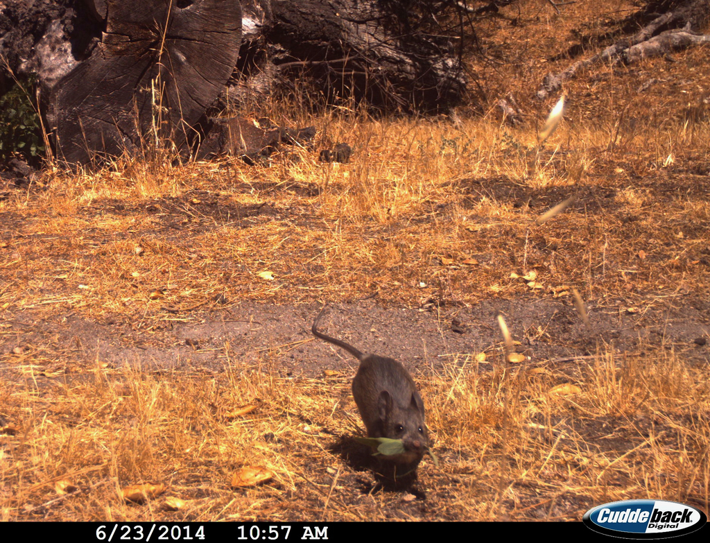 Dusky-footed Woodrat from Santa Margarita, CA on June 23, 2014 at 10:57 ...