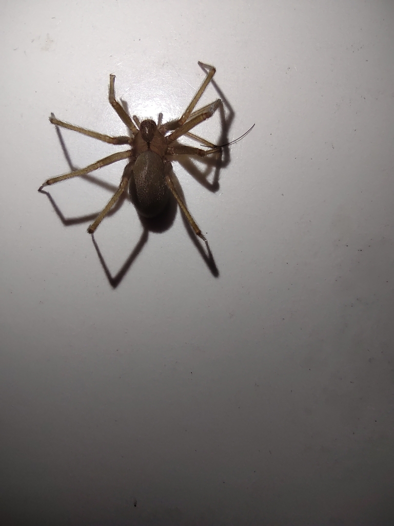 Recluse Spiders from Ojocaliente I, 20190 Aguascalientes, Ags., México ...