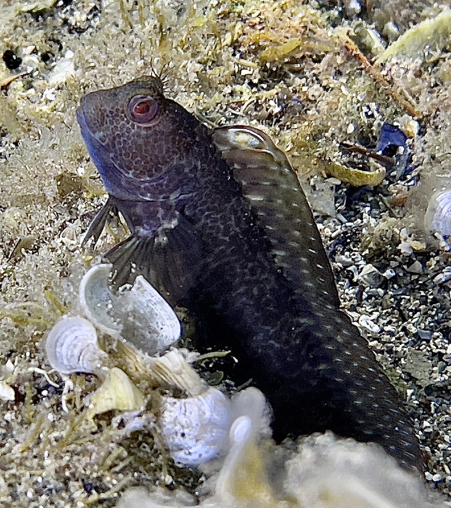 Combtooth Blennies (Blenniidae) - Marine Life Identification