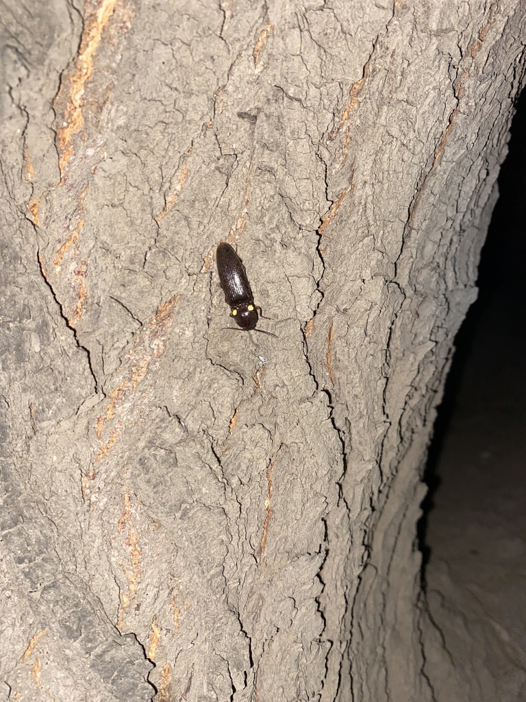 Headlight Beetles from General López, AR-SF, AR on January 10, 2022 at ...