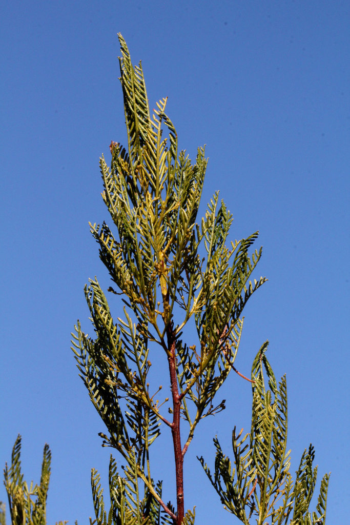 Dodonaea inaequifolia from Ross Graham Lookout, Kalbarri National Park ...