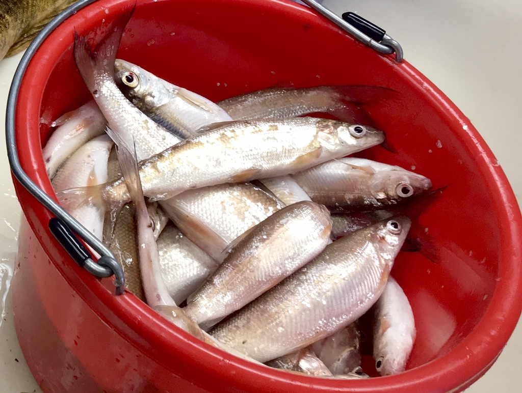Round Whitefish from Bayfield County, WI, USA on May 15, 2018 at 11:04 ...