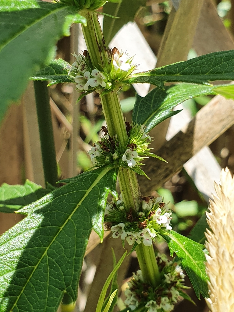 Lycopus australis from Dandenong North VIC 3175, Australia on January ...