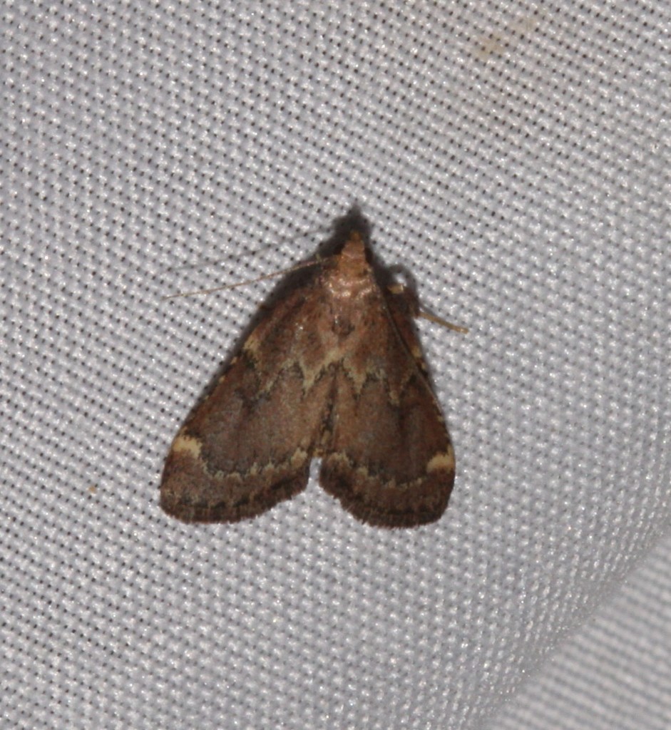 Red-shawled Moth from Québec, Canada on July 22, 2021 at 09:41 PM by ...