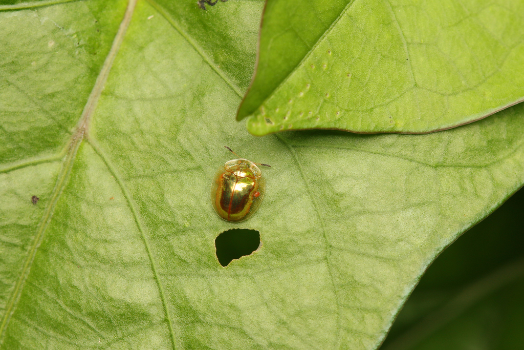 golden tortoise beetle from Belém, Belém, Pará, Brazil on June 13, 2014 ...