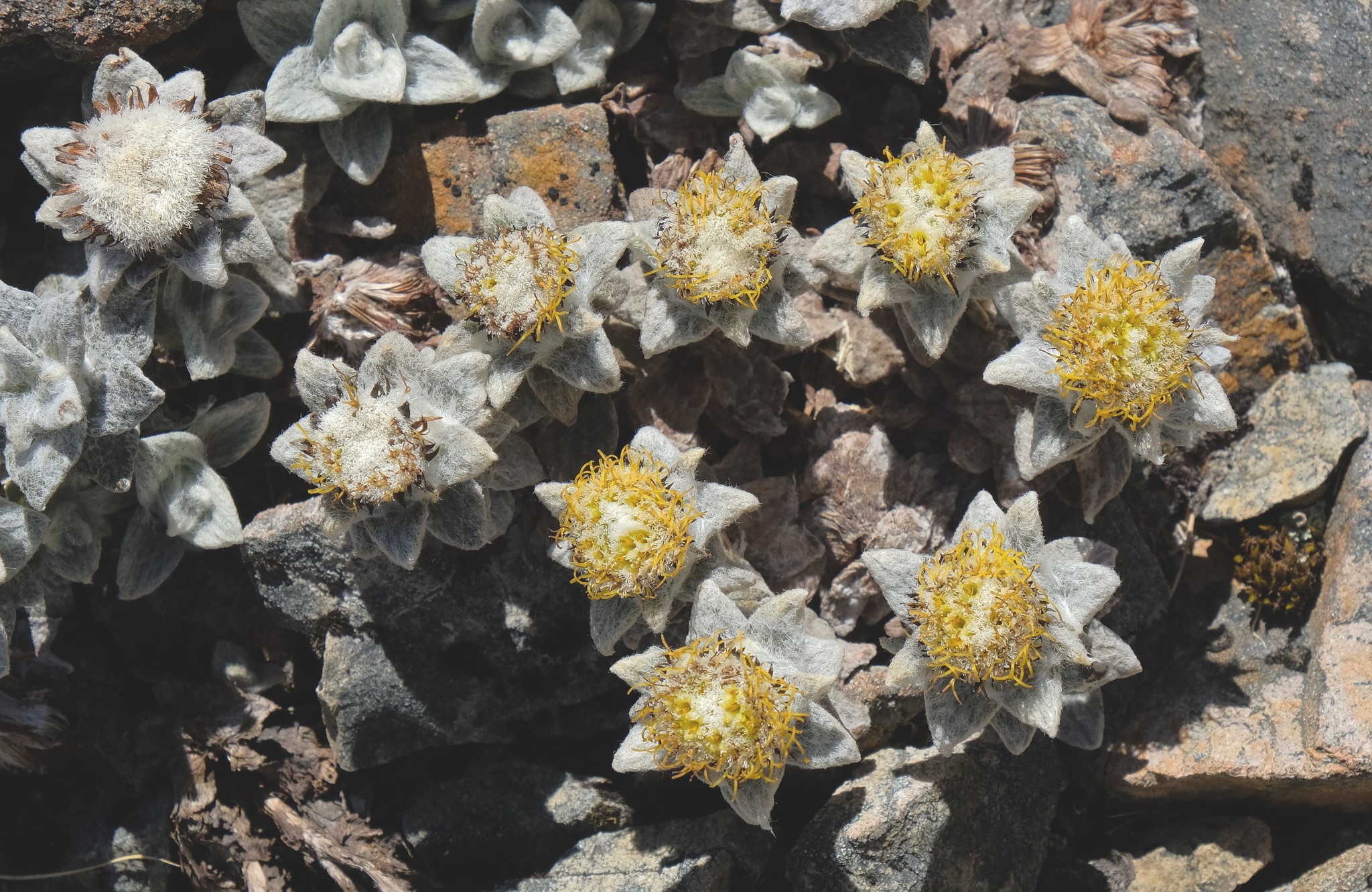 Haastia sinclairii Hook.fil.