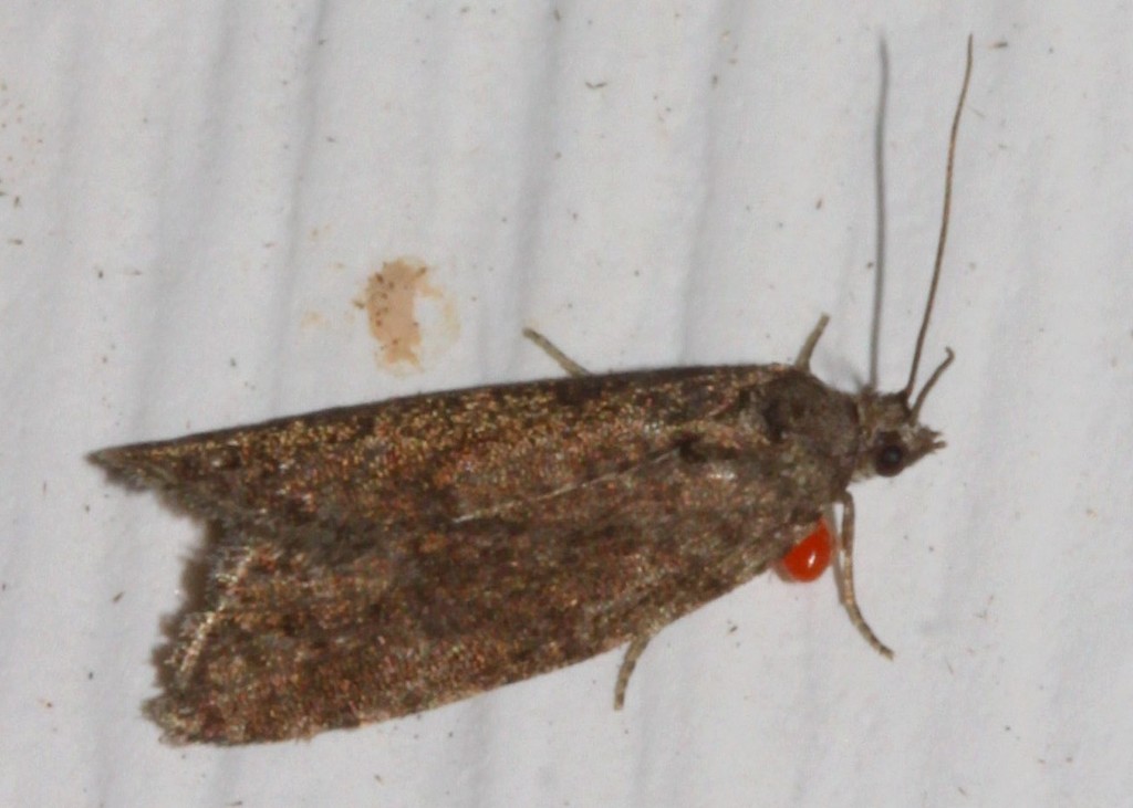 Spruce Budworm Moth from Québec, Canada on July 22, 2021 at 09:50 PM by ...